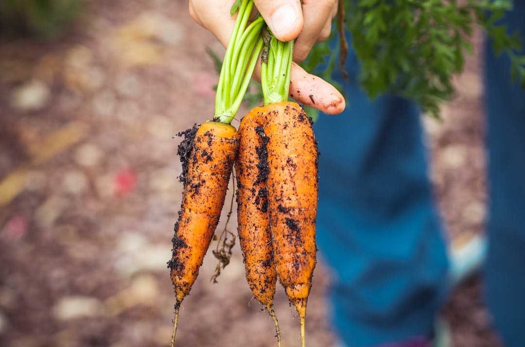 ReGeNL: booster voor regeneratieve landbouw - Soil Valley